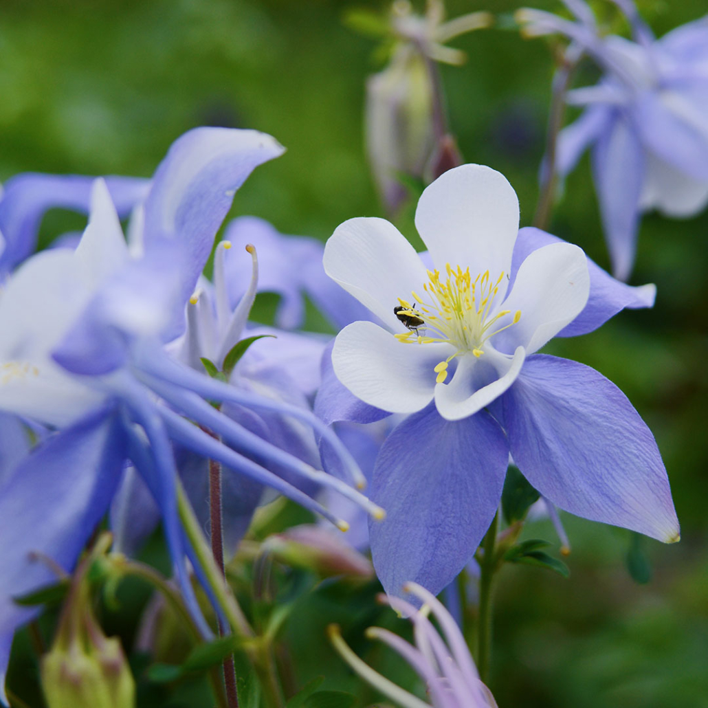 best-of-breck-colorado-blue-columbine - Best of Breckenridge Blog