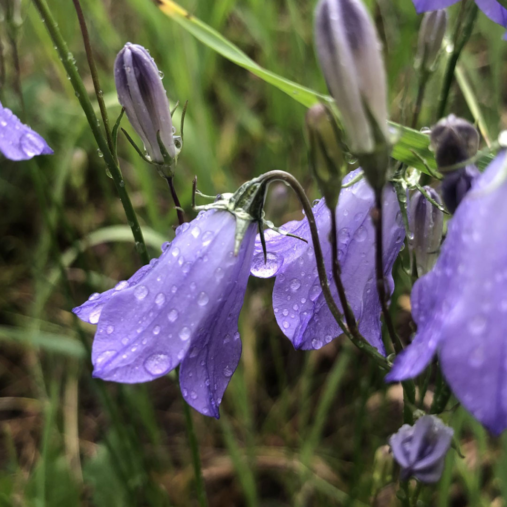 Ultimate Guide to Wildflowers in Breckenridge