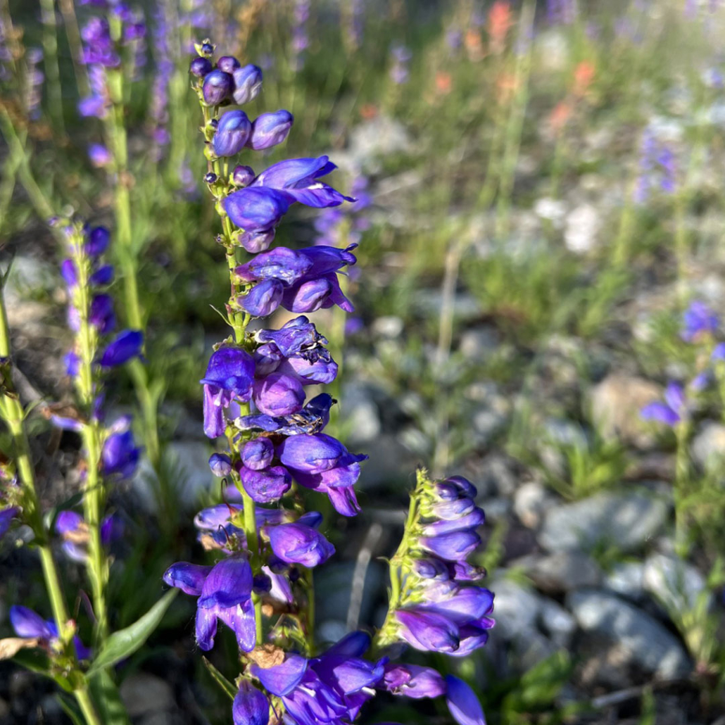 Ultimate Guide to Wildflowers in Breckenridge
