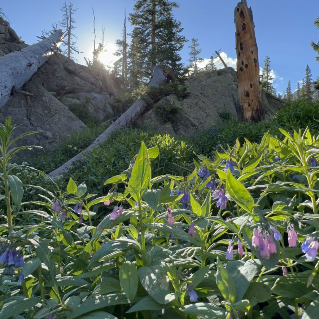 Ultimate Guide to Wildflowers in Breckenridge